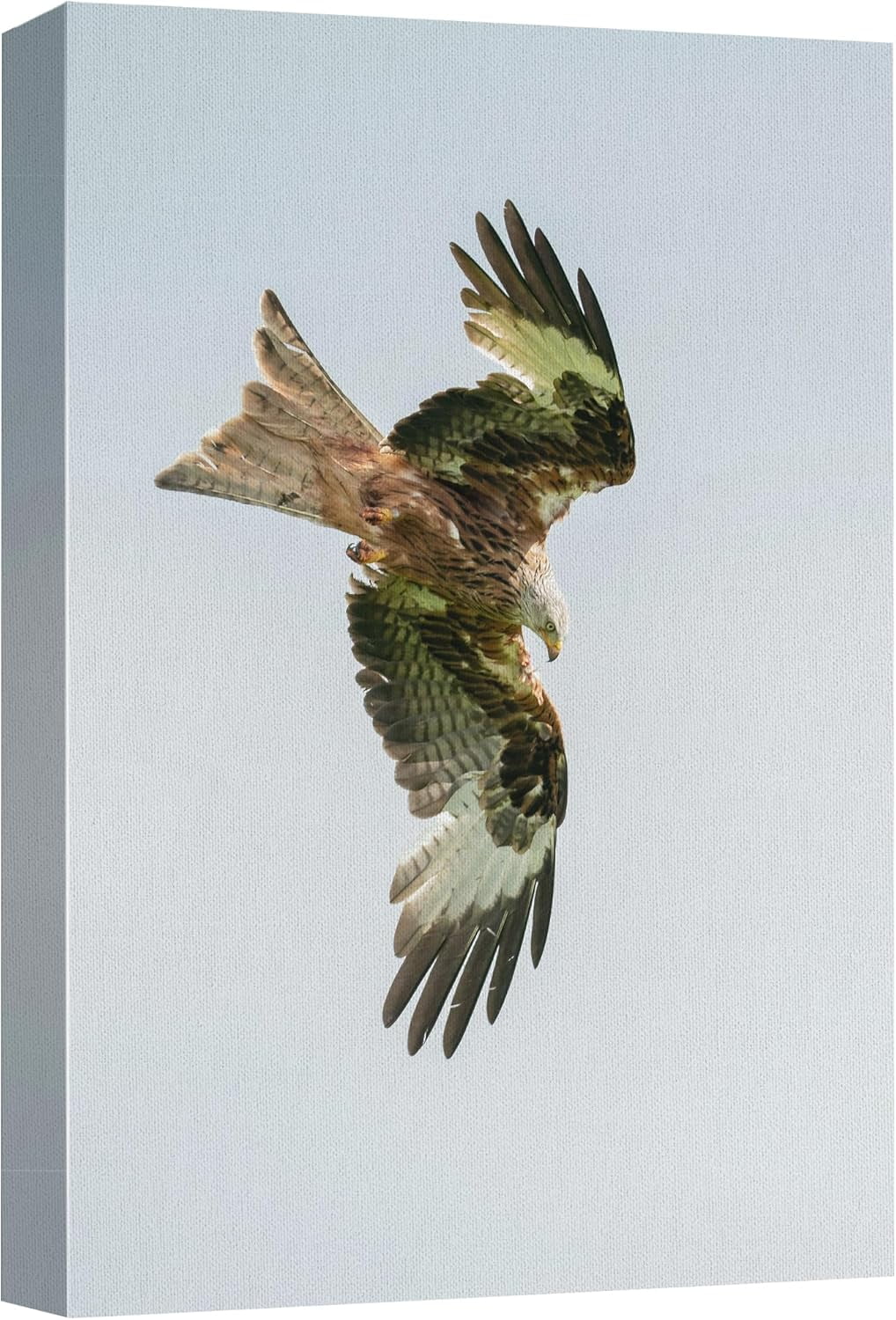 ASPORIC Canvas Print Wall Art Hummingbird Flies On White Carnation ...