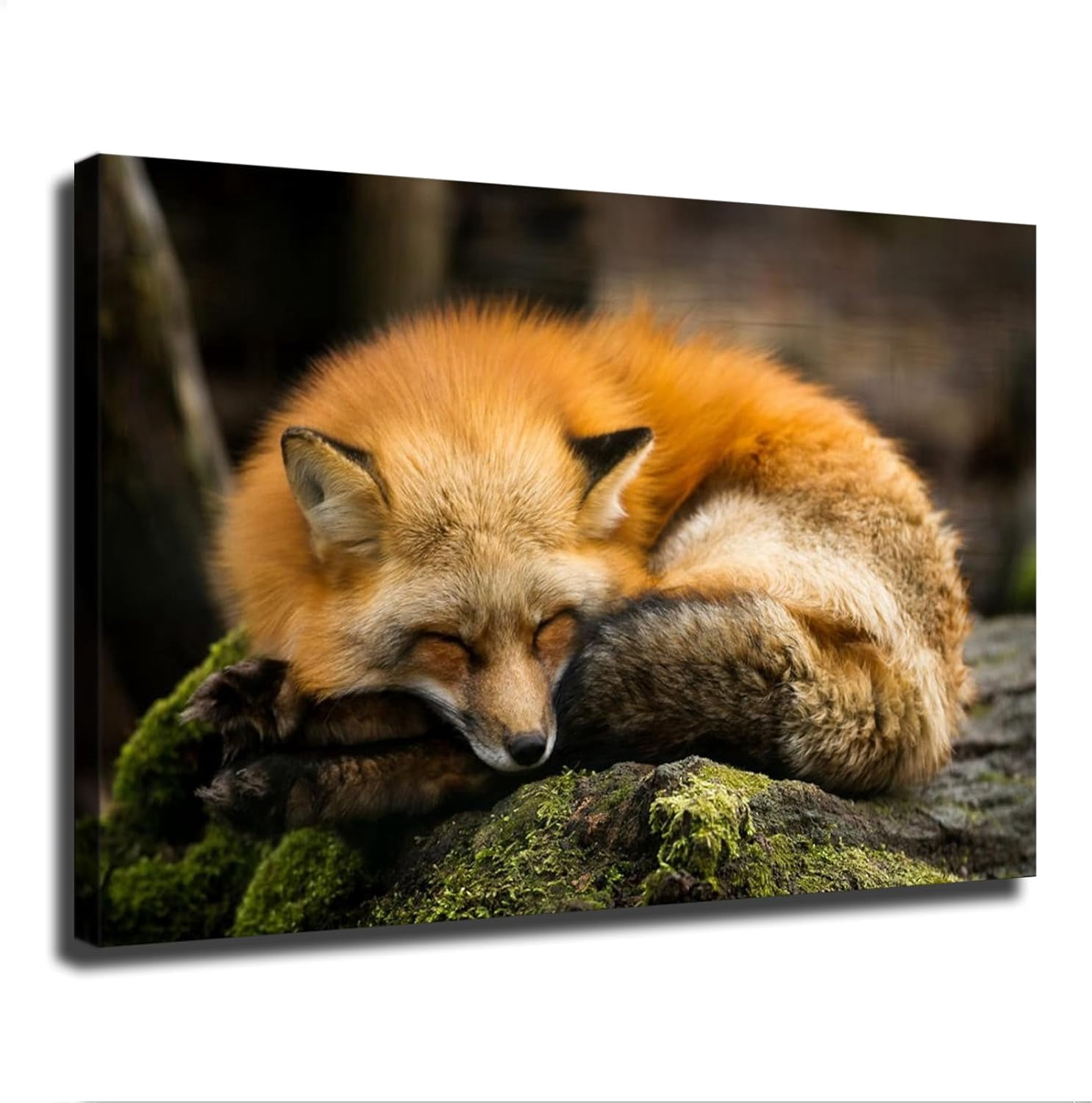 ASPORIC Cute Fox Sleeping Wildlife Red Fox Animal poster Canvas Wall ...