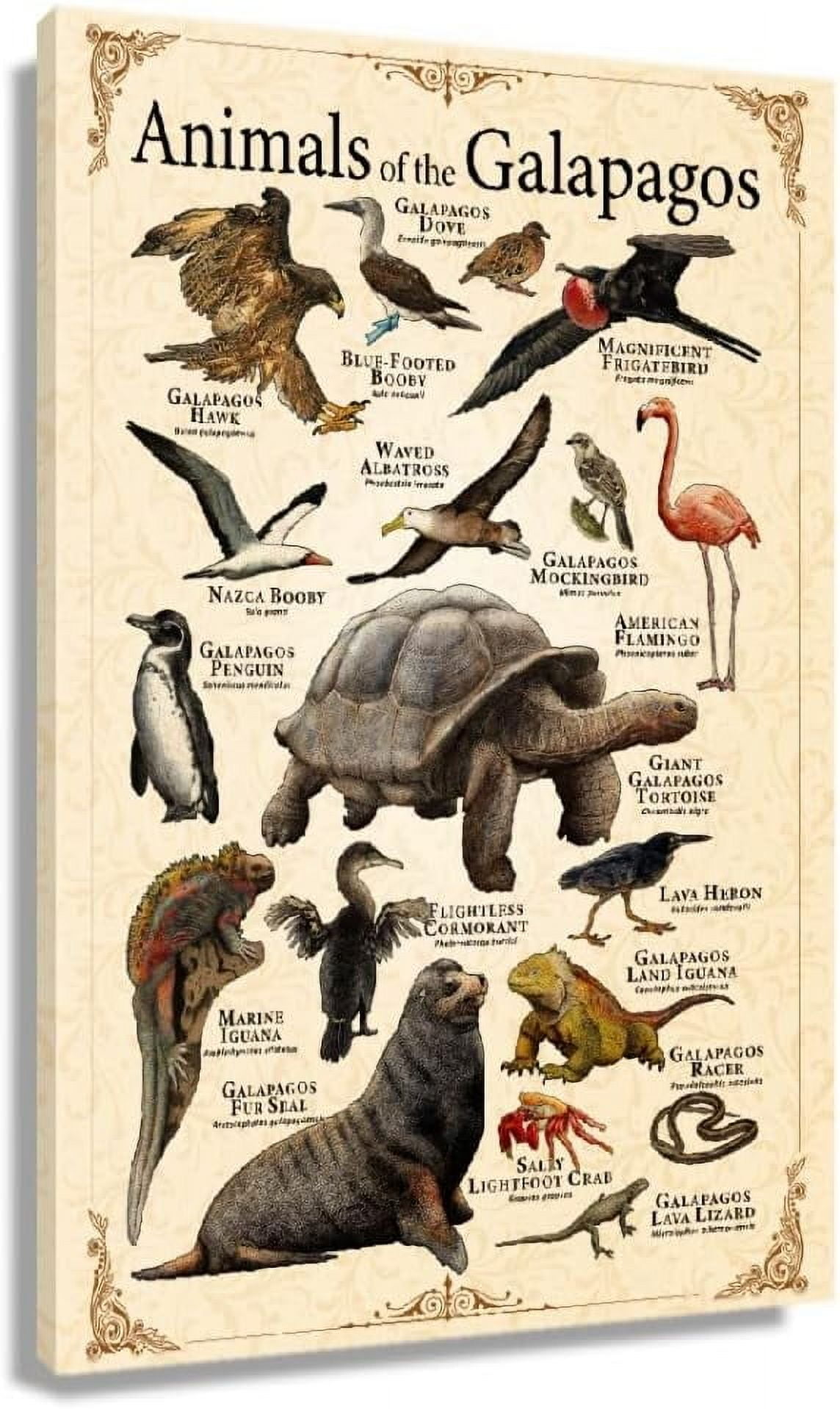 ASPORIC Galapagos Islands Animals Wall Art Knowledge Poster Educational ...