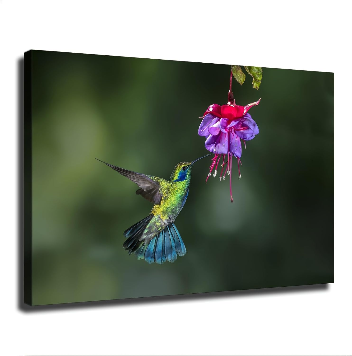 ASPORIC Green Violet-Eared Hummingbird Animal Wall Art Canvas Print ...
