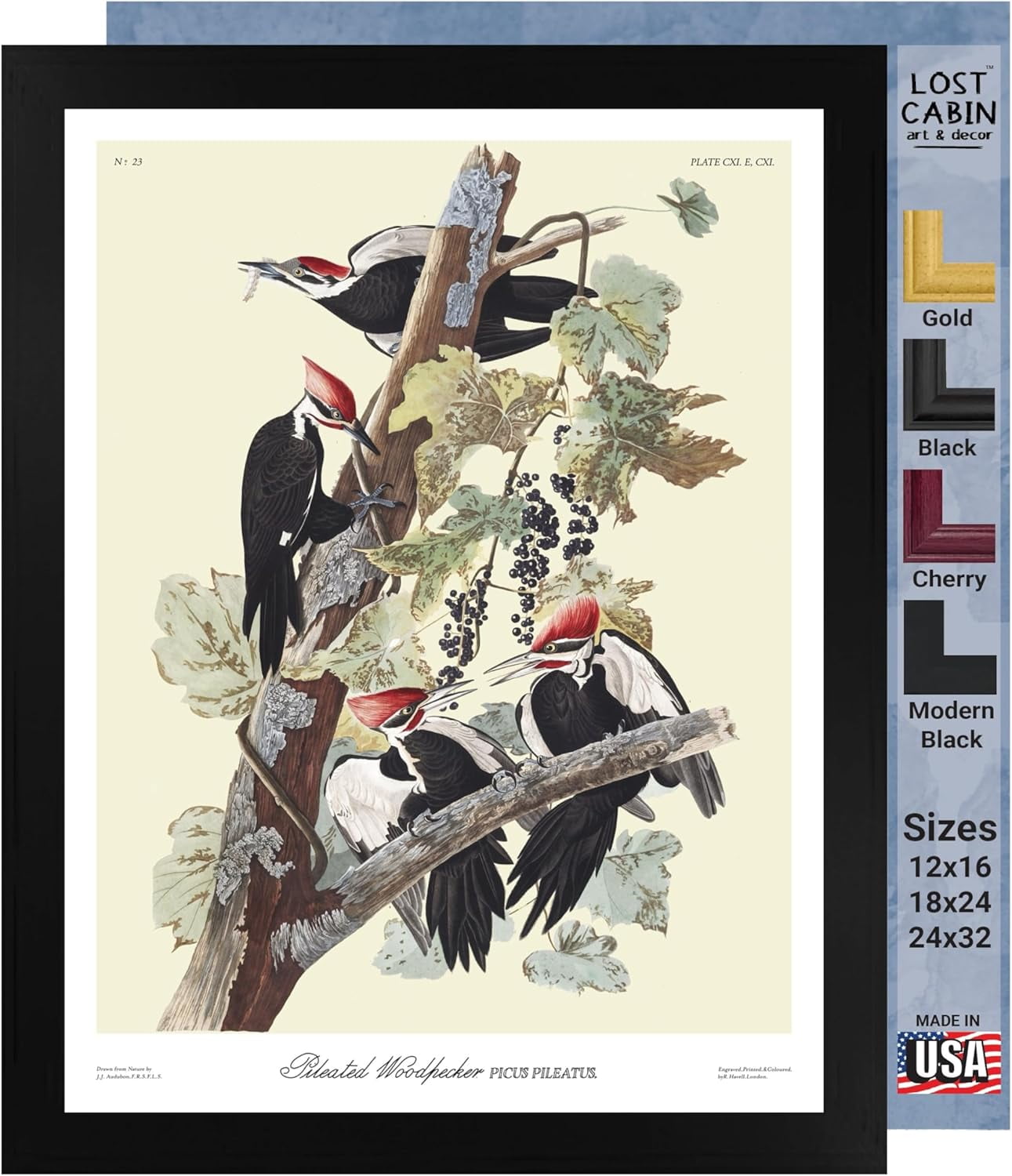 ASPORIC Pileated Woodpecker by James Audubon Framed Print Poster Wall ...