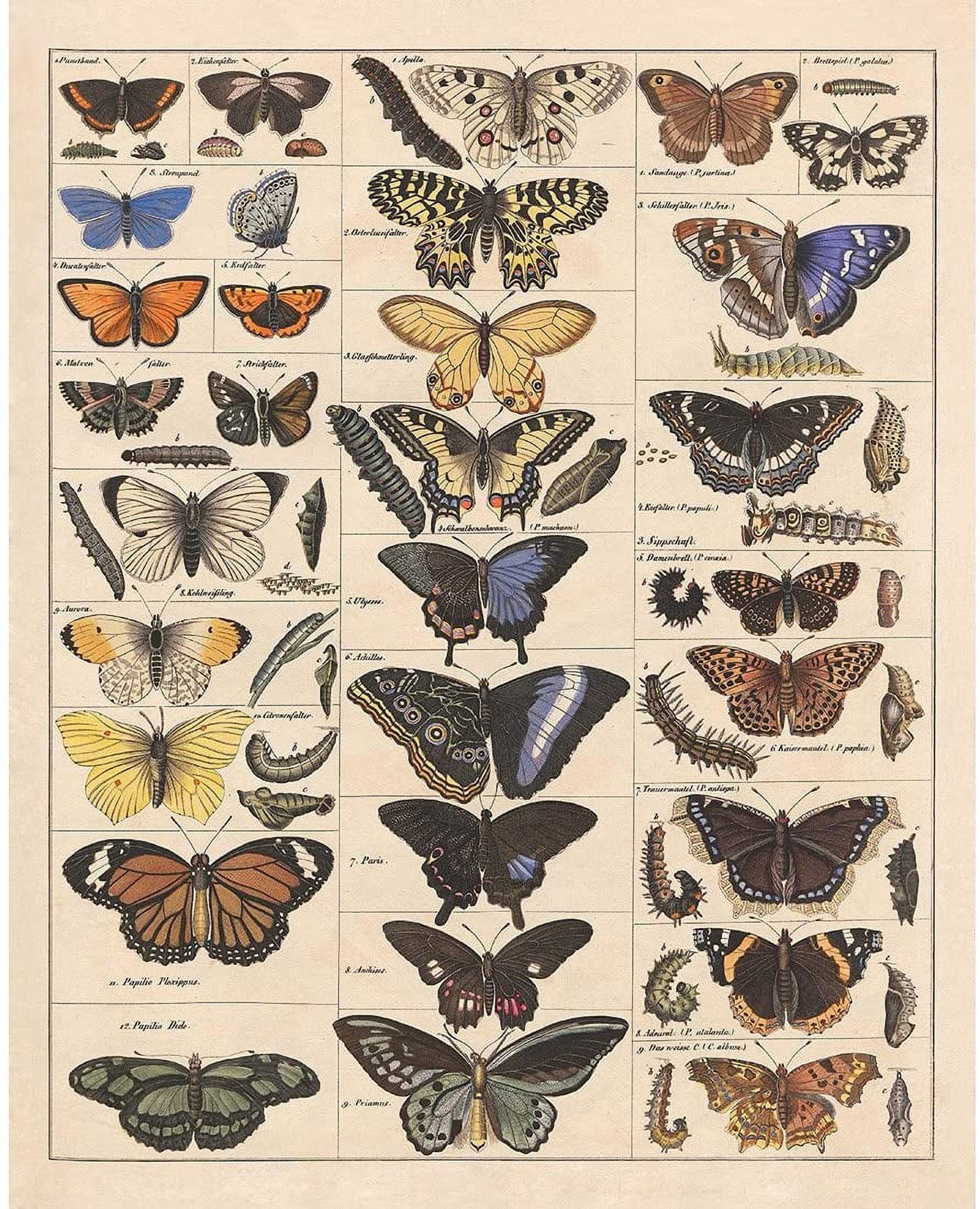 ASPORIC Poster Print Vintage Butterflies Insects Butterfly Breeds ...