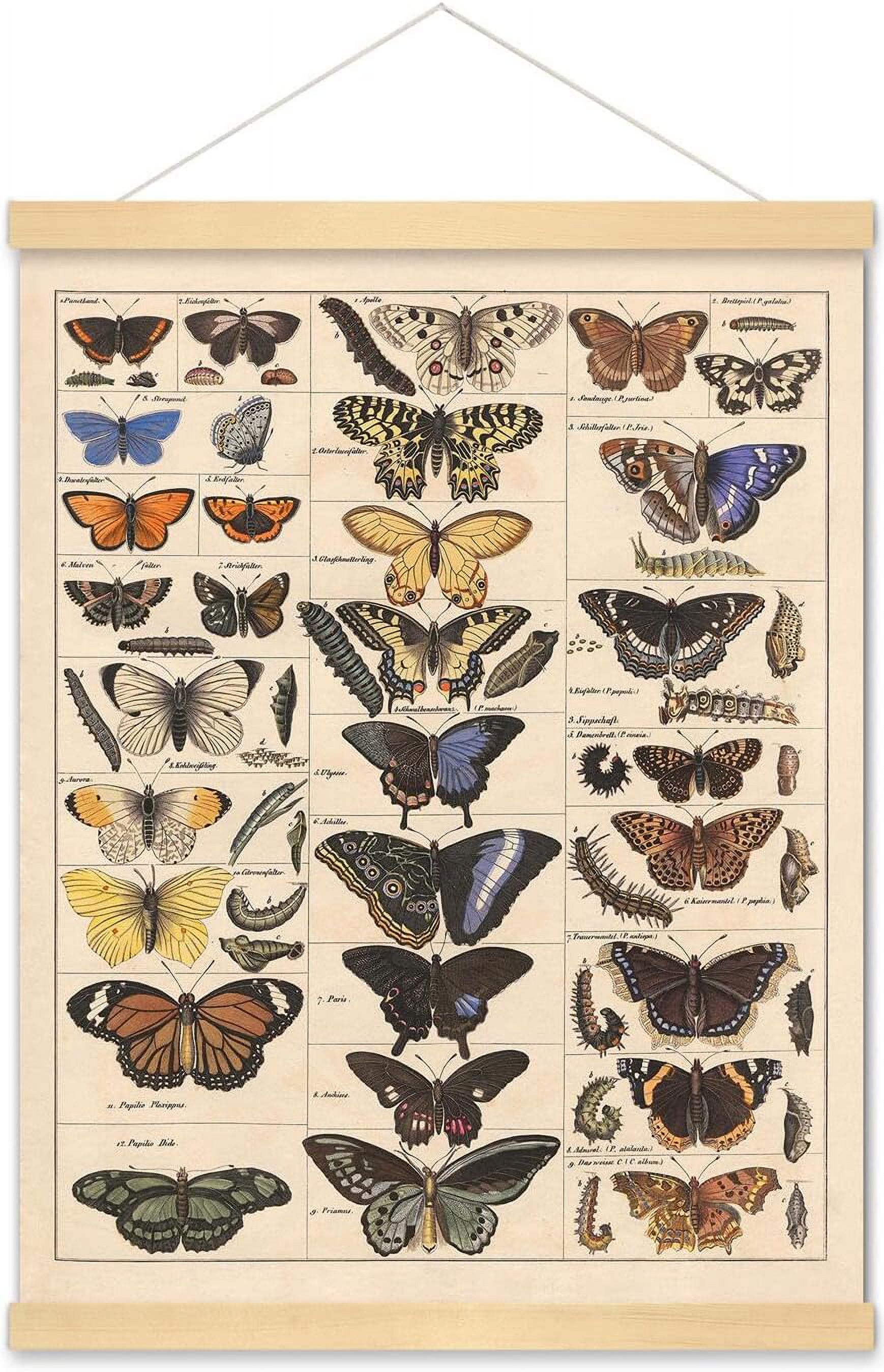 ASPORIC Poster Print Vintage Butterflies Insects Butterfly Breeds ...