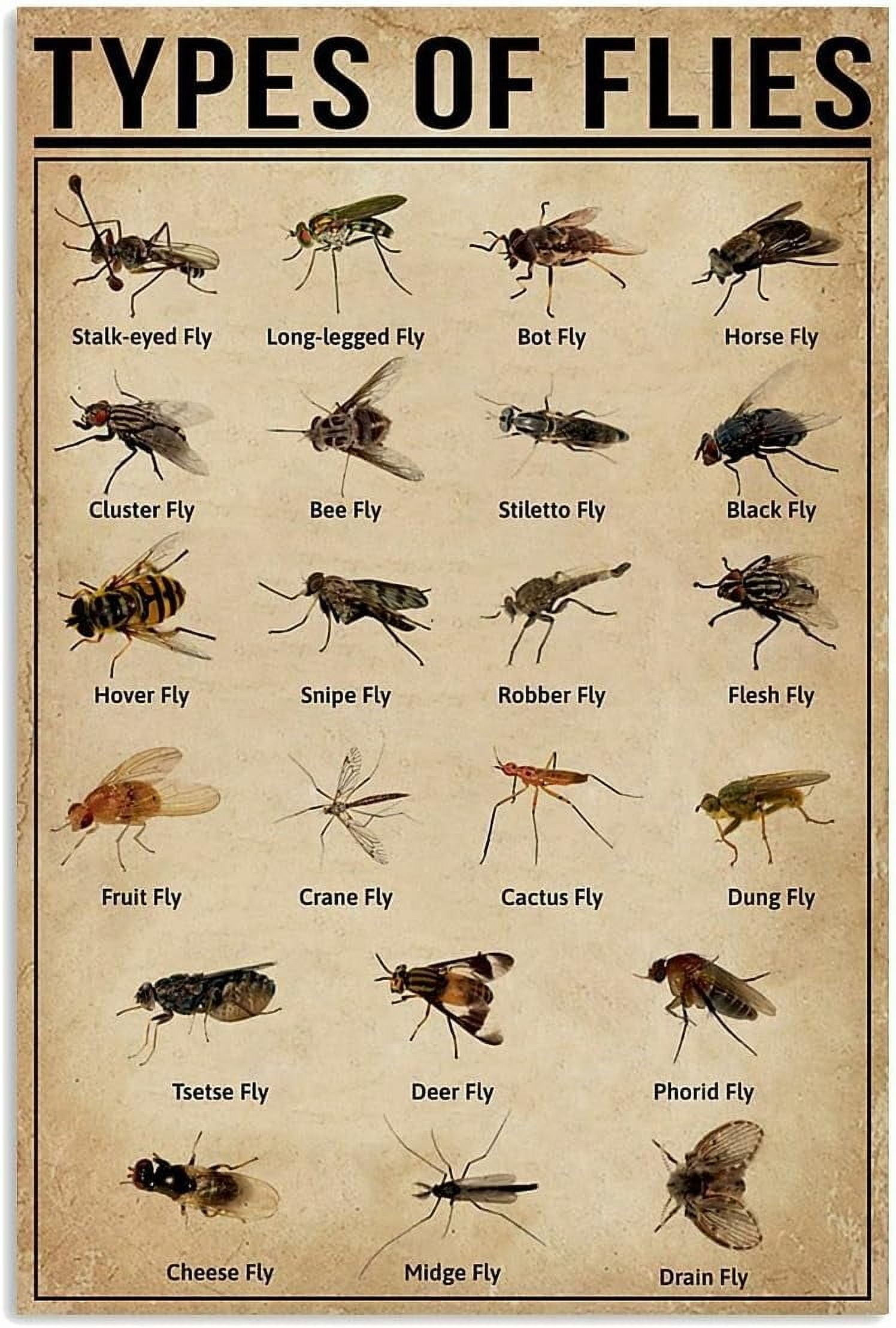ASPORIC Types Of Art Poster Prints 1 (Types Of Flies Vertical Art ...