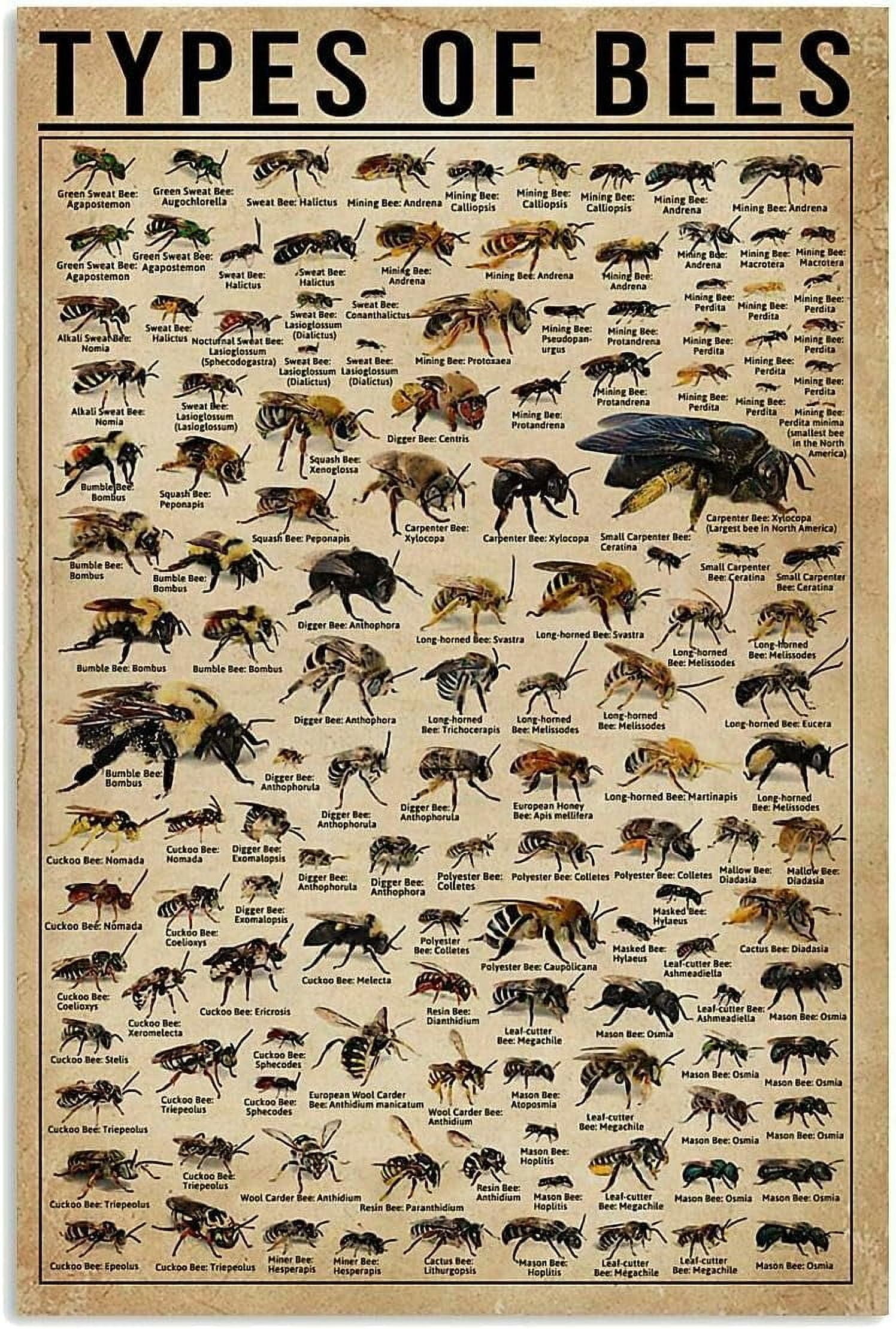 ASPORIC Types Of Art Poster Prints 2 (Types Of Ants Vertical Art Poster ...