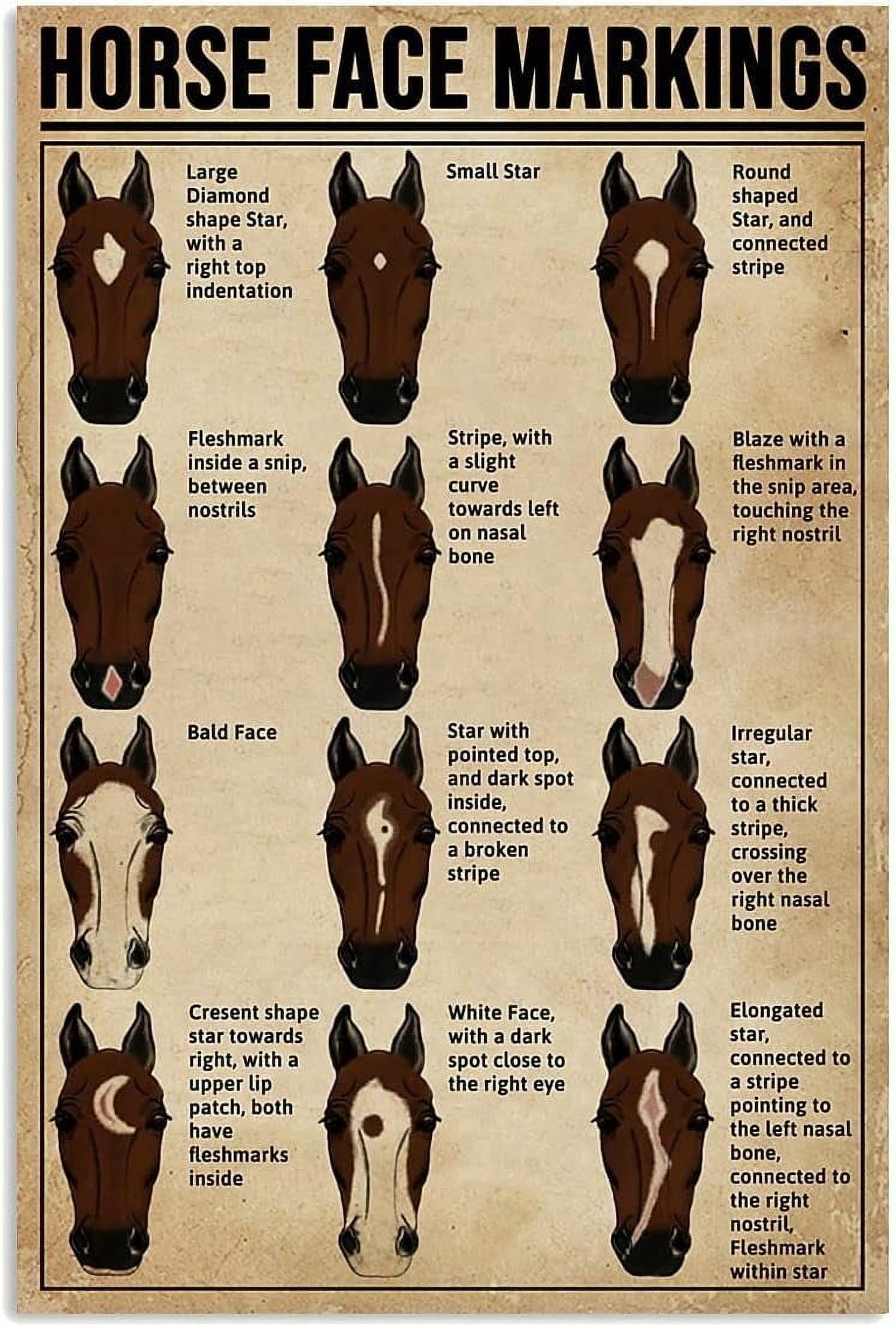 ASPORIC Types Of Art Poster Prints 2 (Types Of Ants Vertical Art Poster ...