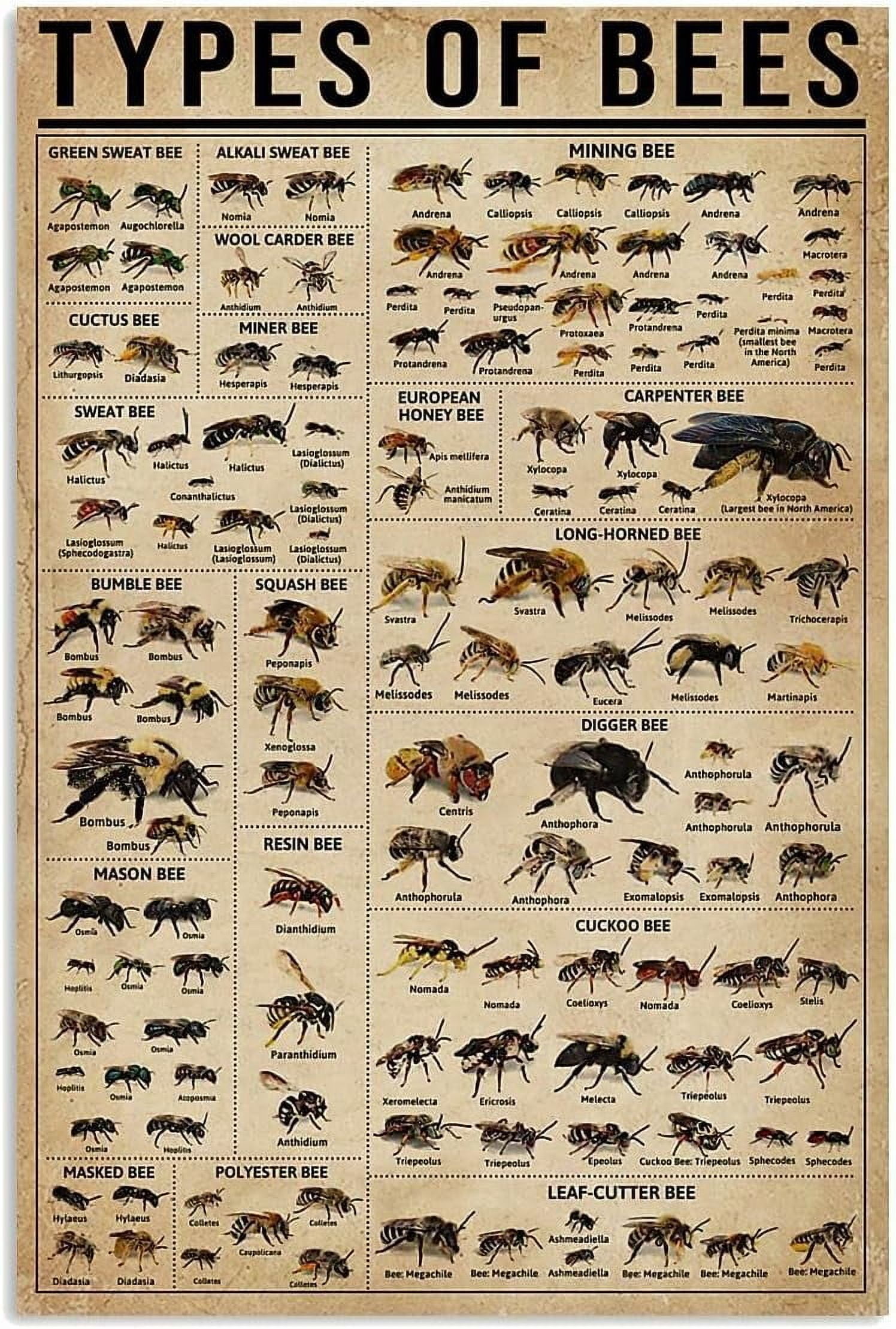 ASPORIC Types Of Art Poster Prints 2 (Types Of Ants Vertical Art Poster ...
