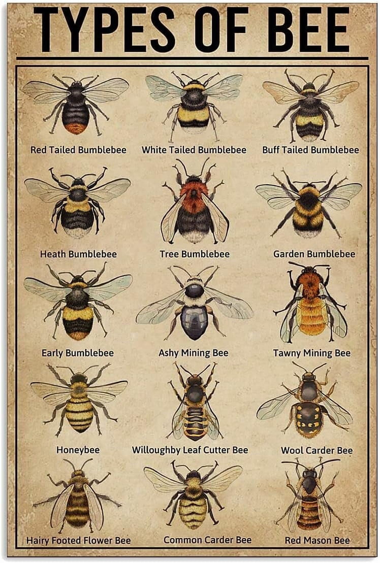 ASPORIC Types Of Art Poster Prints 2 (Types Of Ants Vertical Art Poster ...