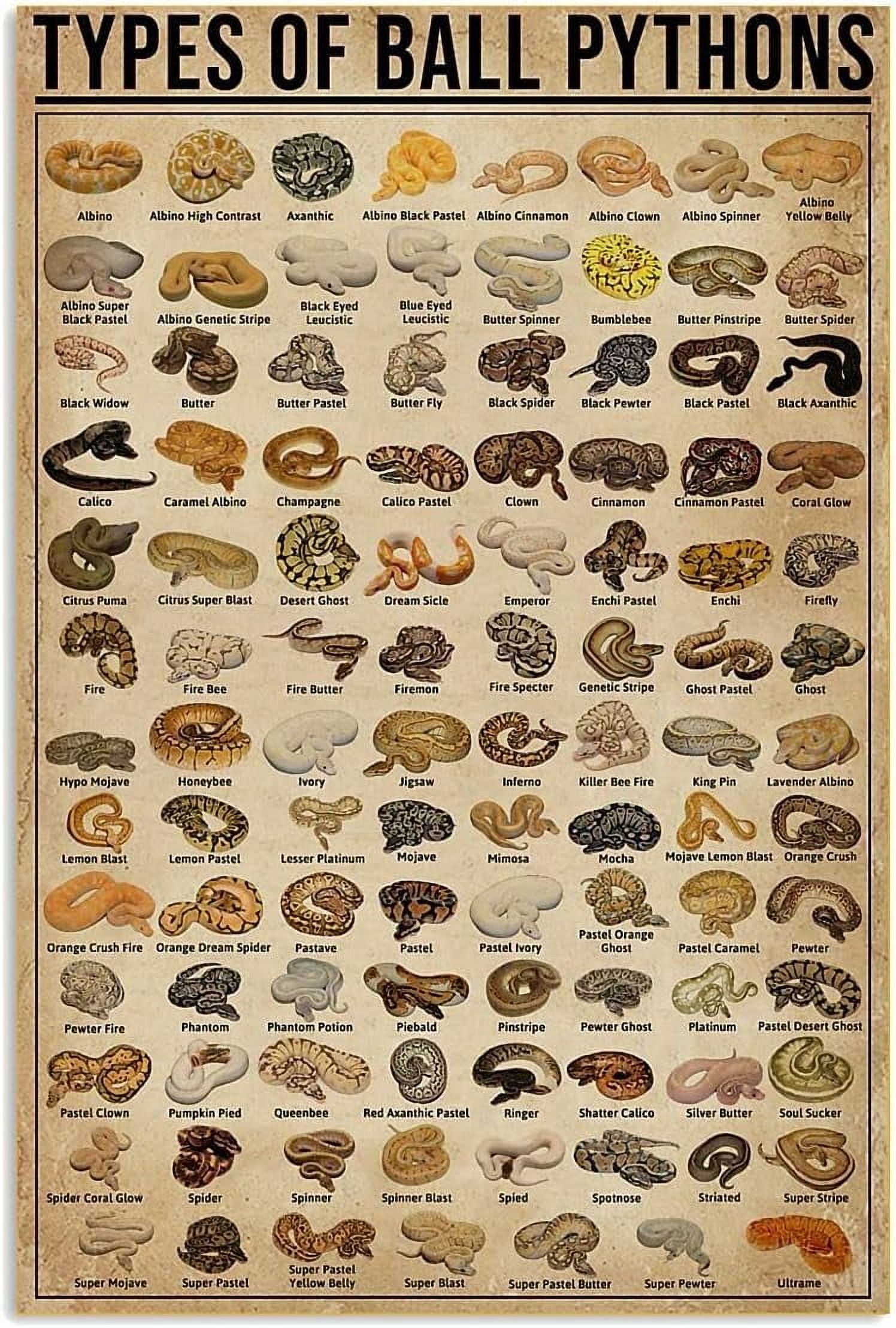 ASPORIC Types Of Art Poster Prints 2 (Types Of Ants Vertical Art Poster ...