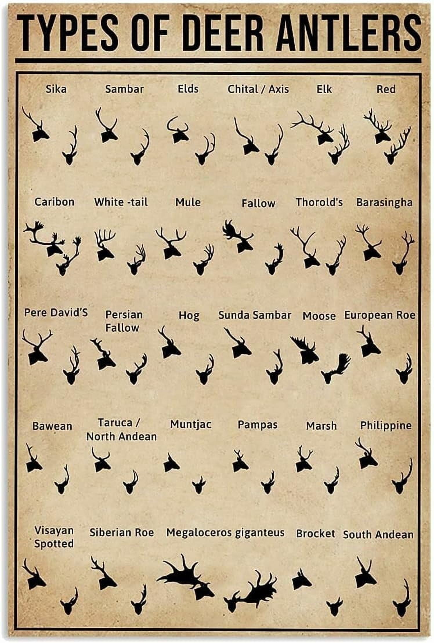 ASPORIC Types Of Art Poster Prints 2 (Types Of Ants Vertical Art Poster ...