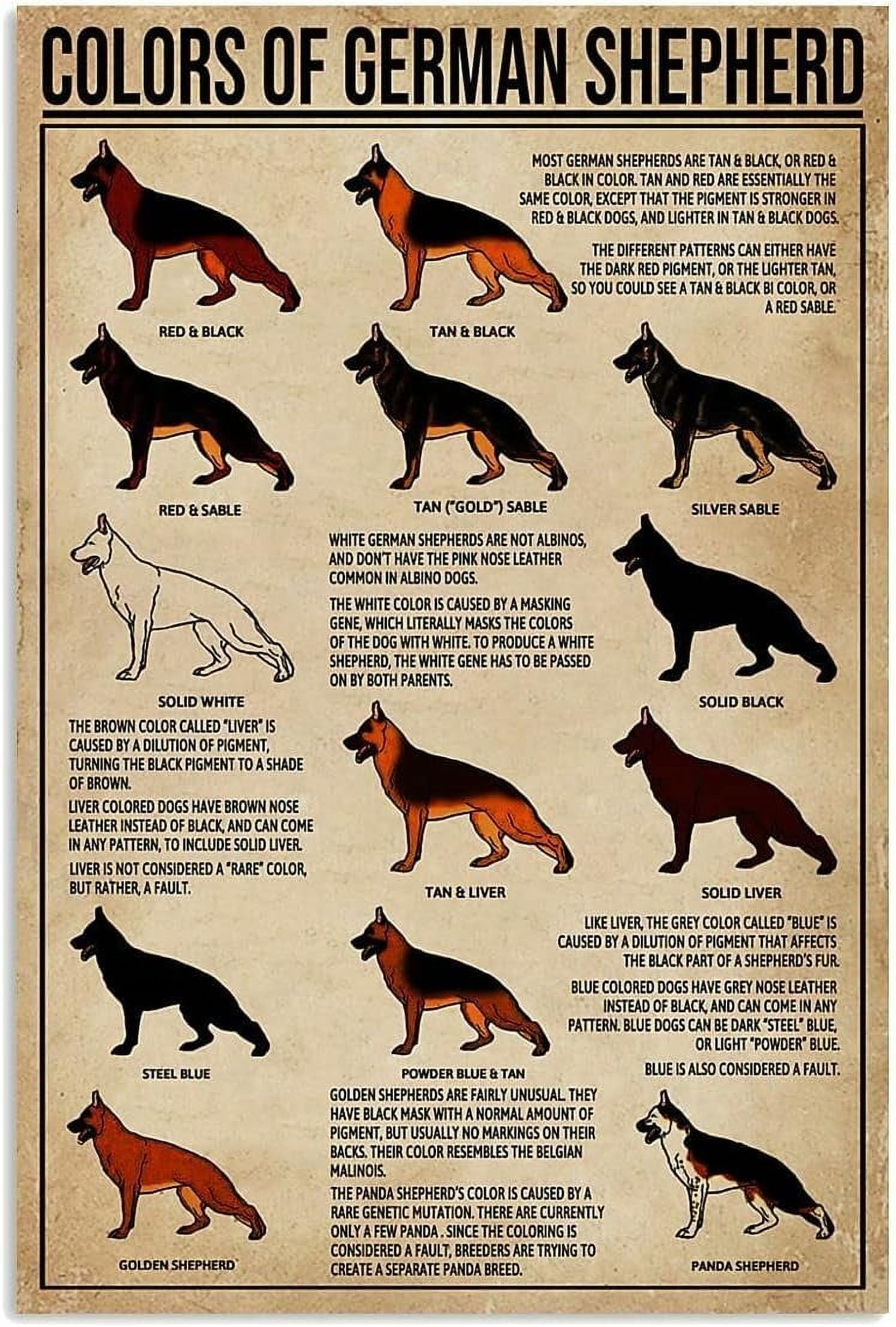 ASPORIC Types Of Art Poster Prints 2 (Types Of Ants Vertical Art Poster ...