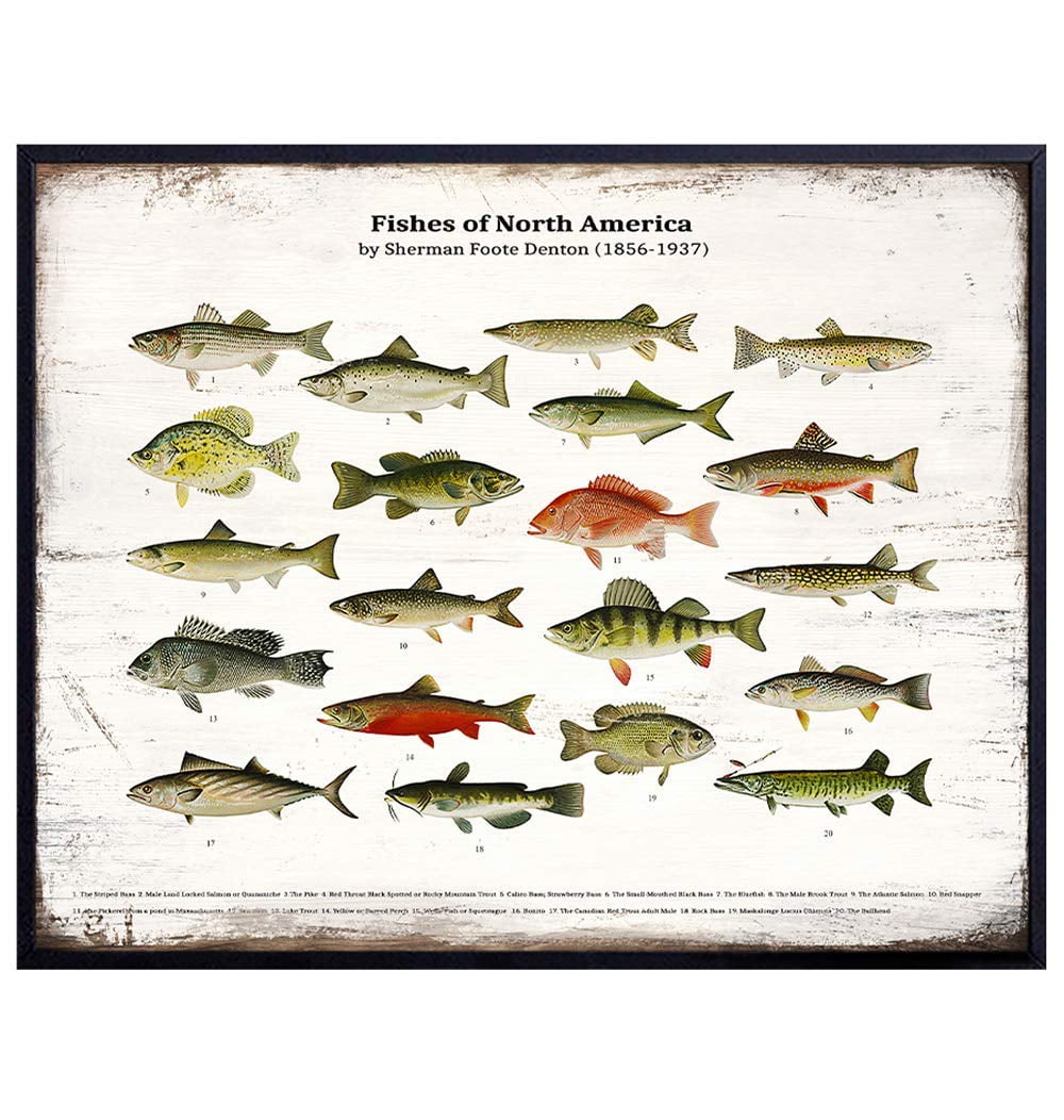 ASPORIC Vintage-Rustic-Fish-Wall-Art-Decor-Poster-Print-Freshwater-Bass ...