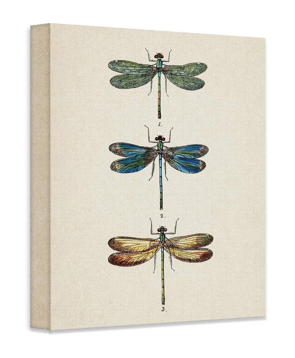 ASPORIC Vintage Three Dragonflies Illustration Posters Botanical Insect ...
