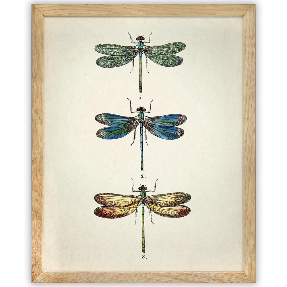 ASPORIC Vintage Three Dragonflies Illustration Posters Botanical Insect ...