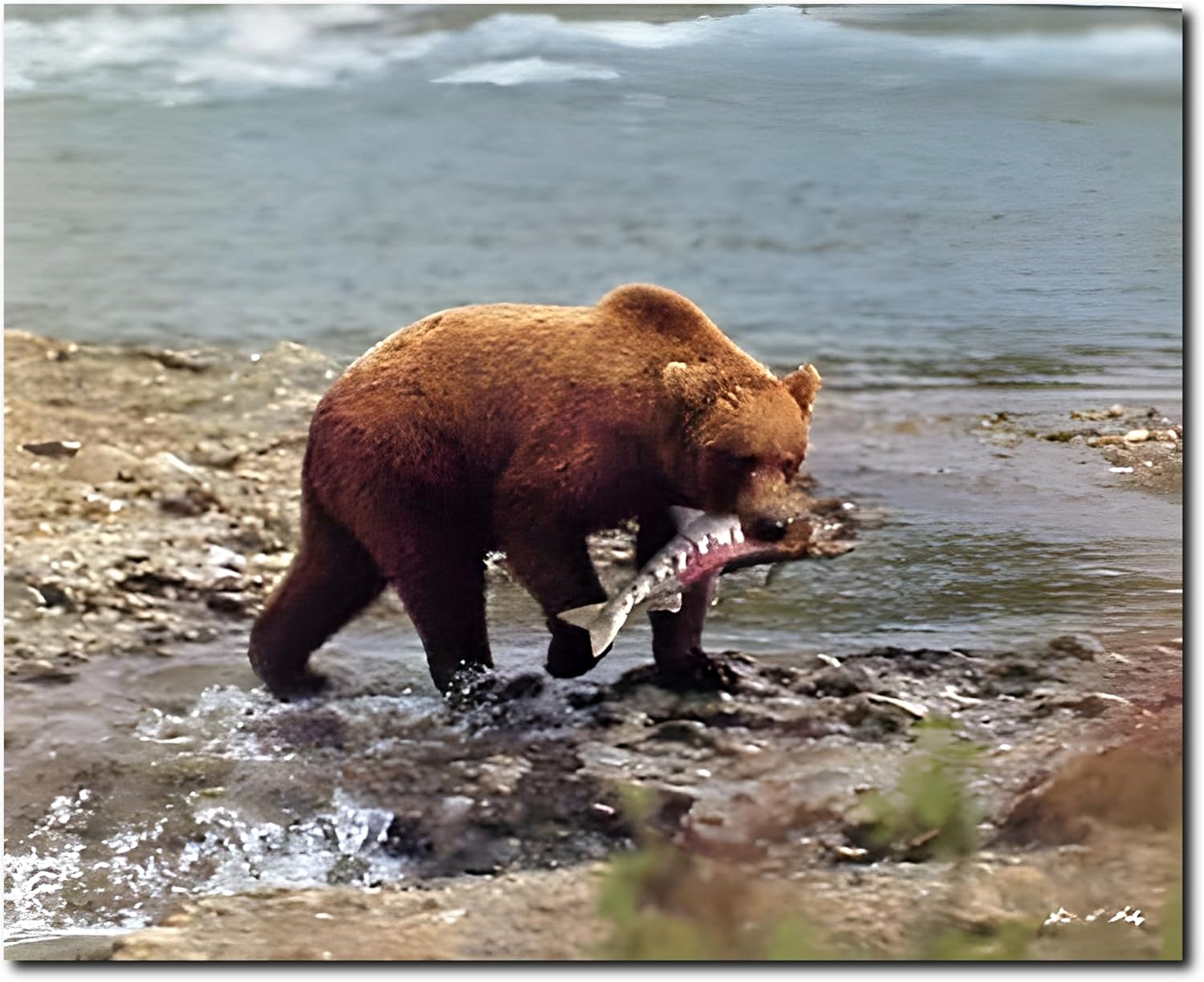 ASPORIC Wild Animal Grizzly Bear Wildlife Wall Decor Art Print Poster ...