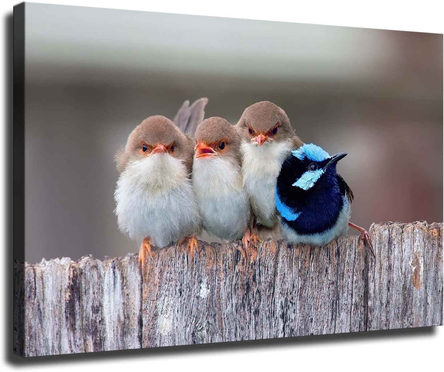 ASPORIC Wren Family Mongolian Turtledove Winter Blue Fairy Wren Bird ...