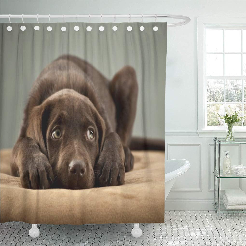 ATABIE Beautiful Adorable Chocolate Lab Puppy Sweet Pretty Cute ...