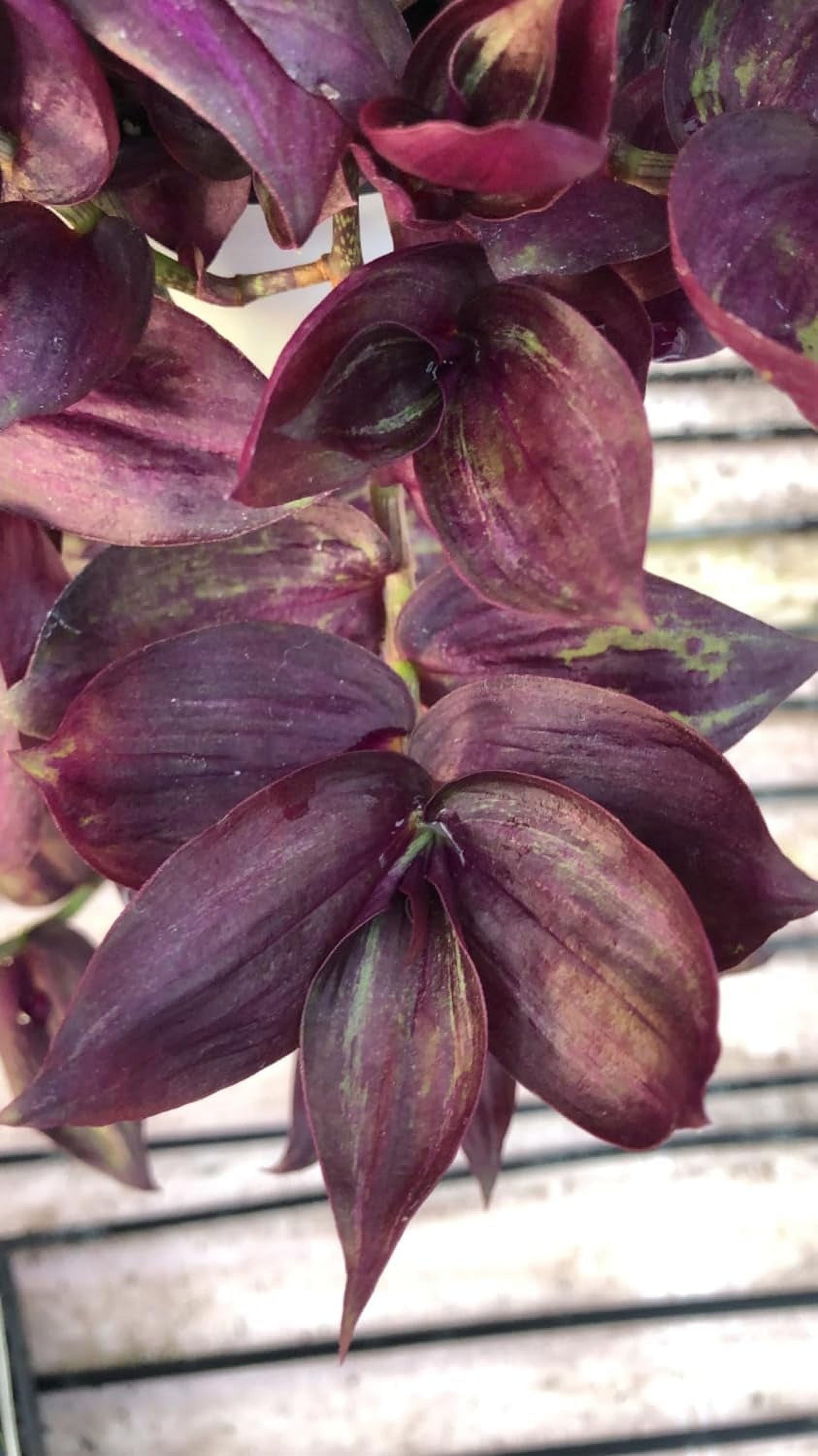 AUGUST BREEZE FARM 5 in Tradescantia Red Gem Live Plants (10 Count ...