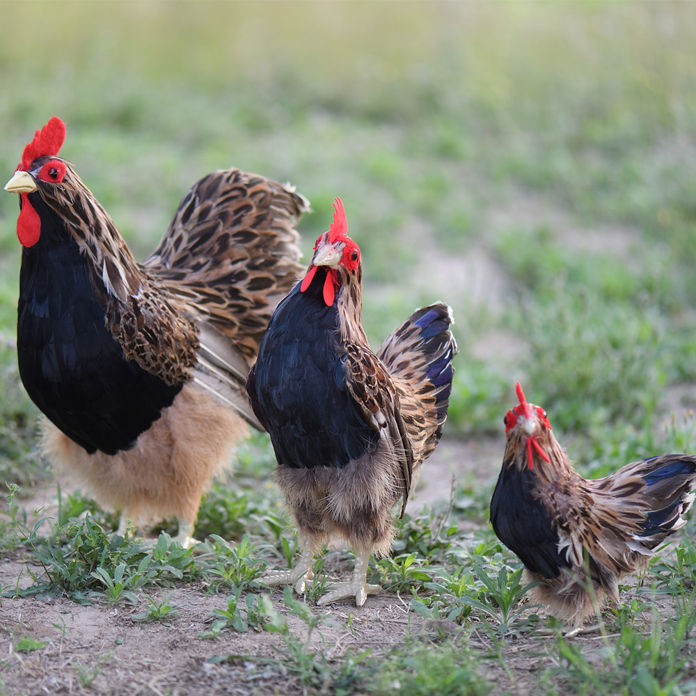 AUMIY ZILIN vivid standing hen /simulated hen model creative shop ...