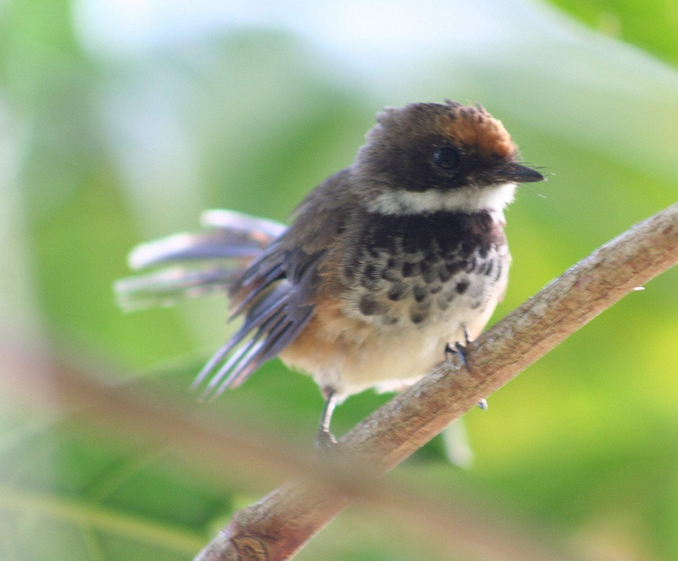 Australian Rufous Fantail Bird Glossy Poster Picture Photo Print Banner ...