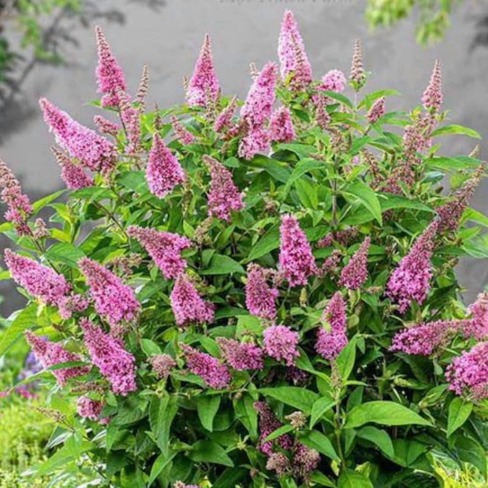 AVERAR 3 Buddleia Butterfly Bush Live Plant Ready to Plant Outdoor ...