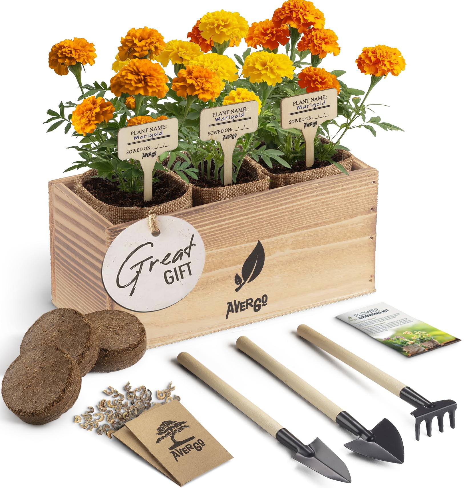 AVERGO Marigold Seeds Flower Growing Kit - Complete Indoor & Outdoor ...