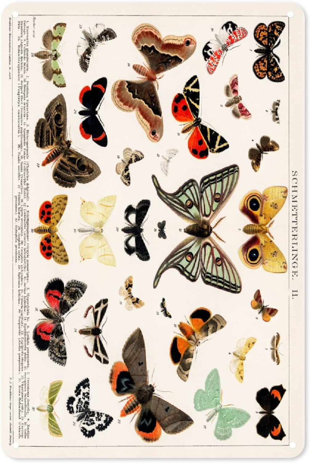 AVOI Antique Butterfly And Moth Insect Print Poster Aluminum Metal Sign ...