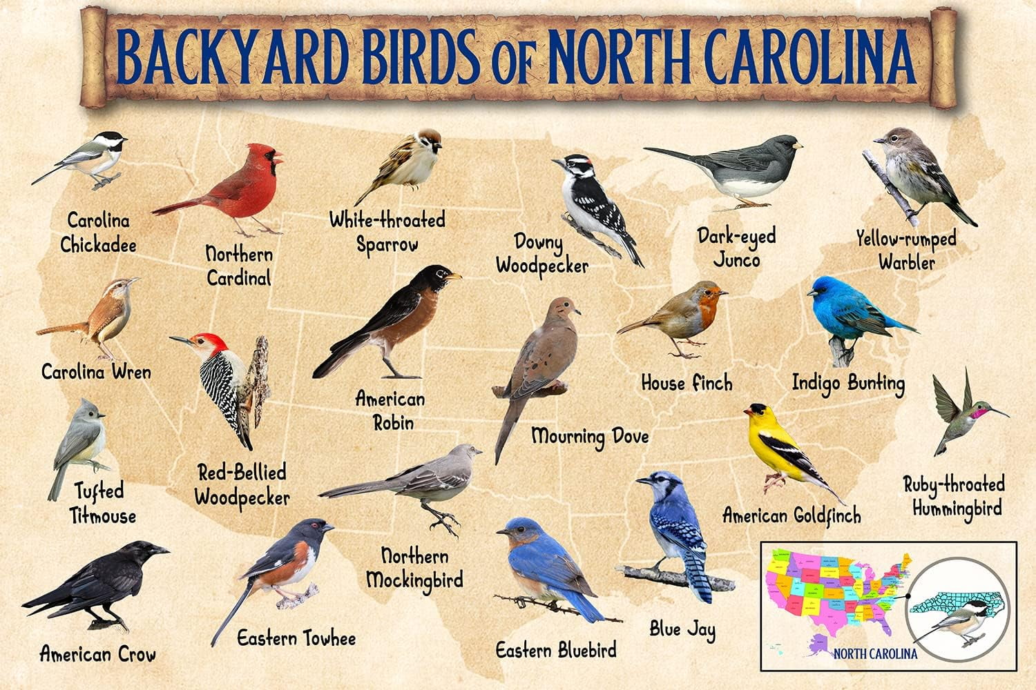 AVOI Backyard Birds Of North Carolina Canvas Art-Bird Watching Poster ...