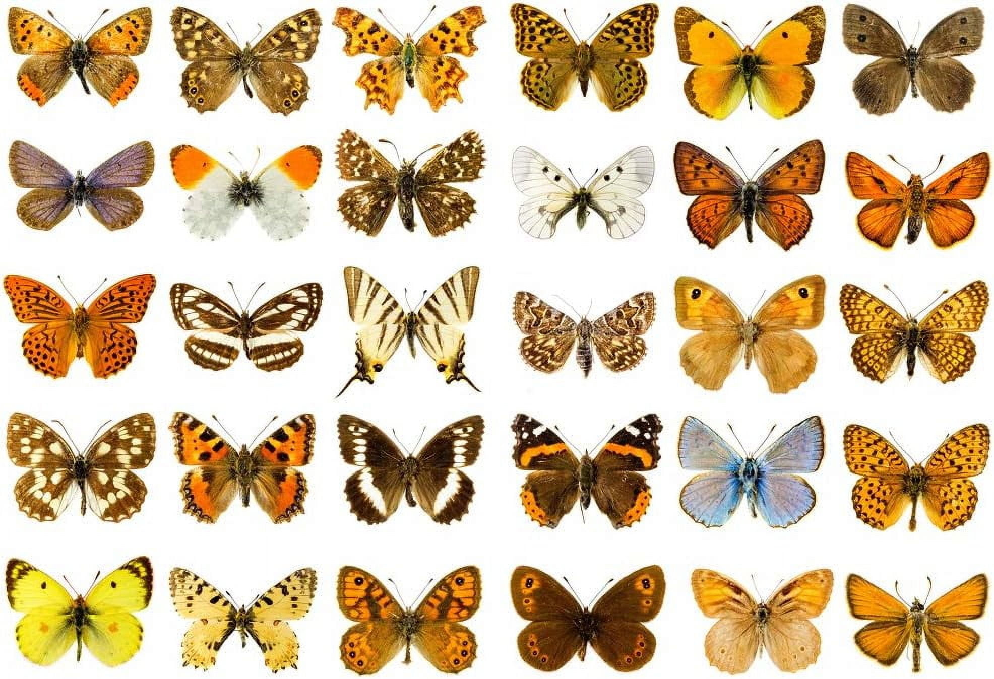 AVOI Beautiful Butterfly Poster Collection Set Moth Monarch Insect ...