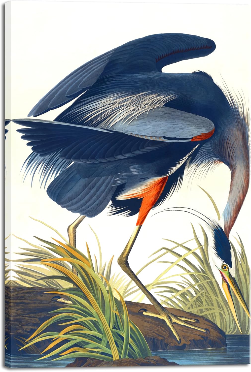 AVOI Canvas Print Wall Art Great Blue Heron by John James Audubon ...