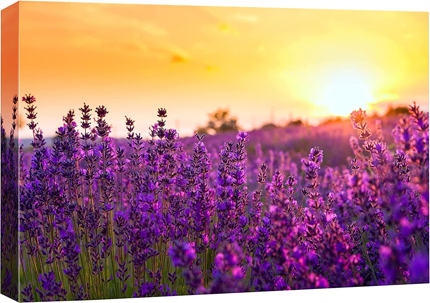 AVOI Canvas Print Wall Art Lavender Flower Field at Sunset Floral ...