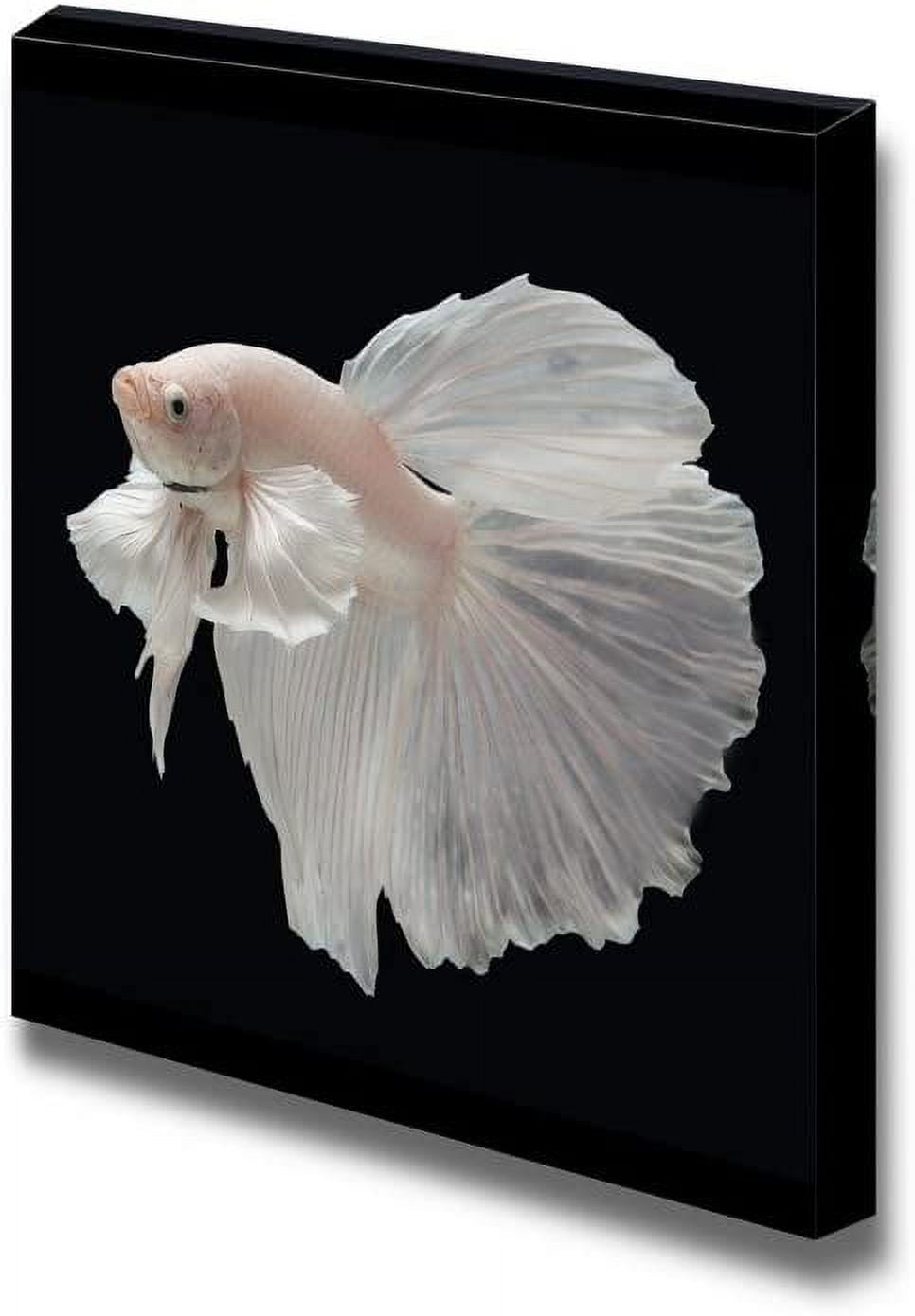 AVOI Canvas Prints Wall Art - Betta Big Ear Fish on Background | Modern ...
