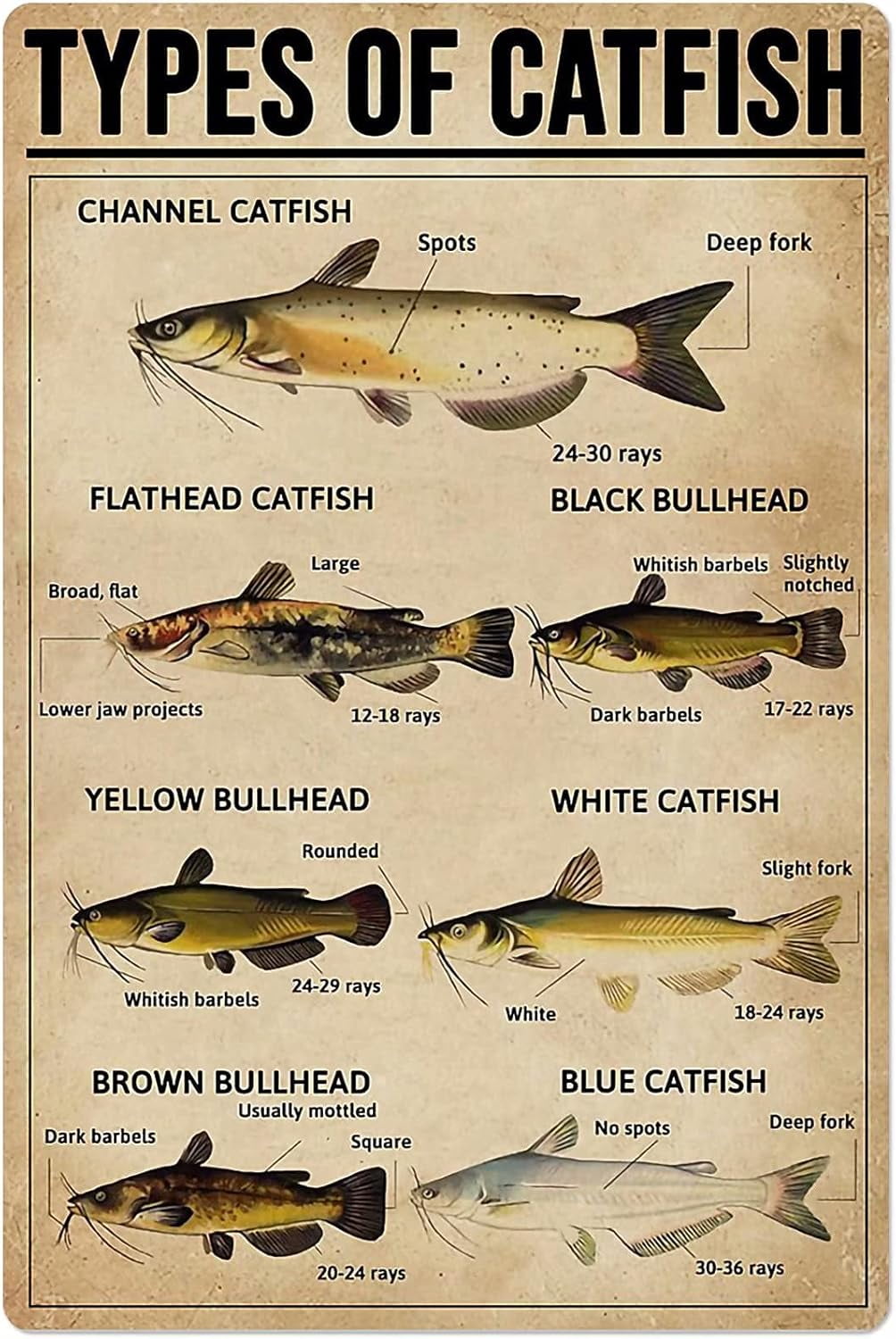 AVOI Catfish Chart Posters Wall Decor Education Science Metal Signs ...