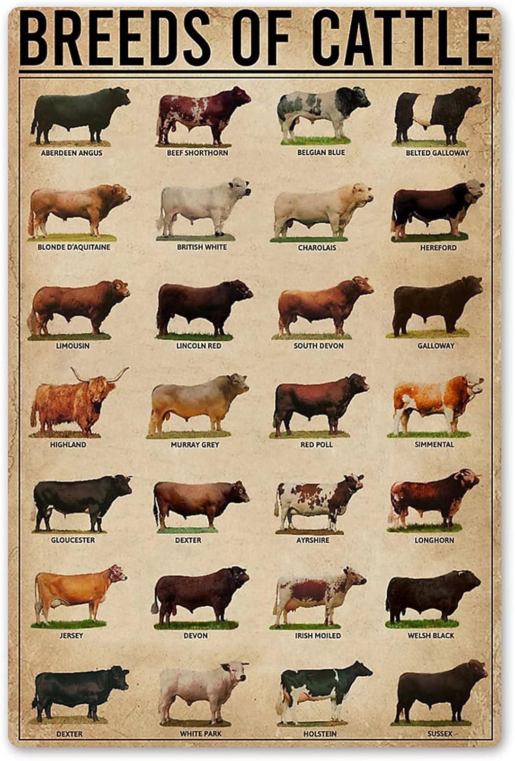 AVOI Cattle Popular Science Knowledge Posters Breeds Of Cattle Metal ...