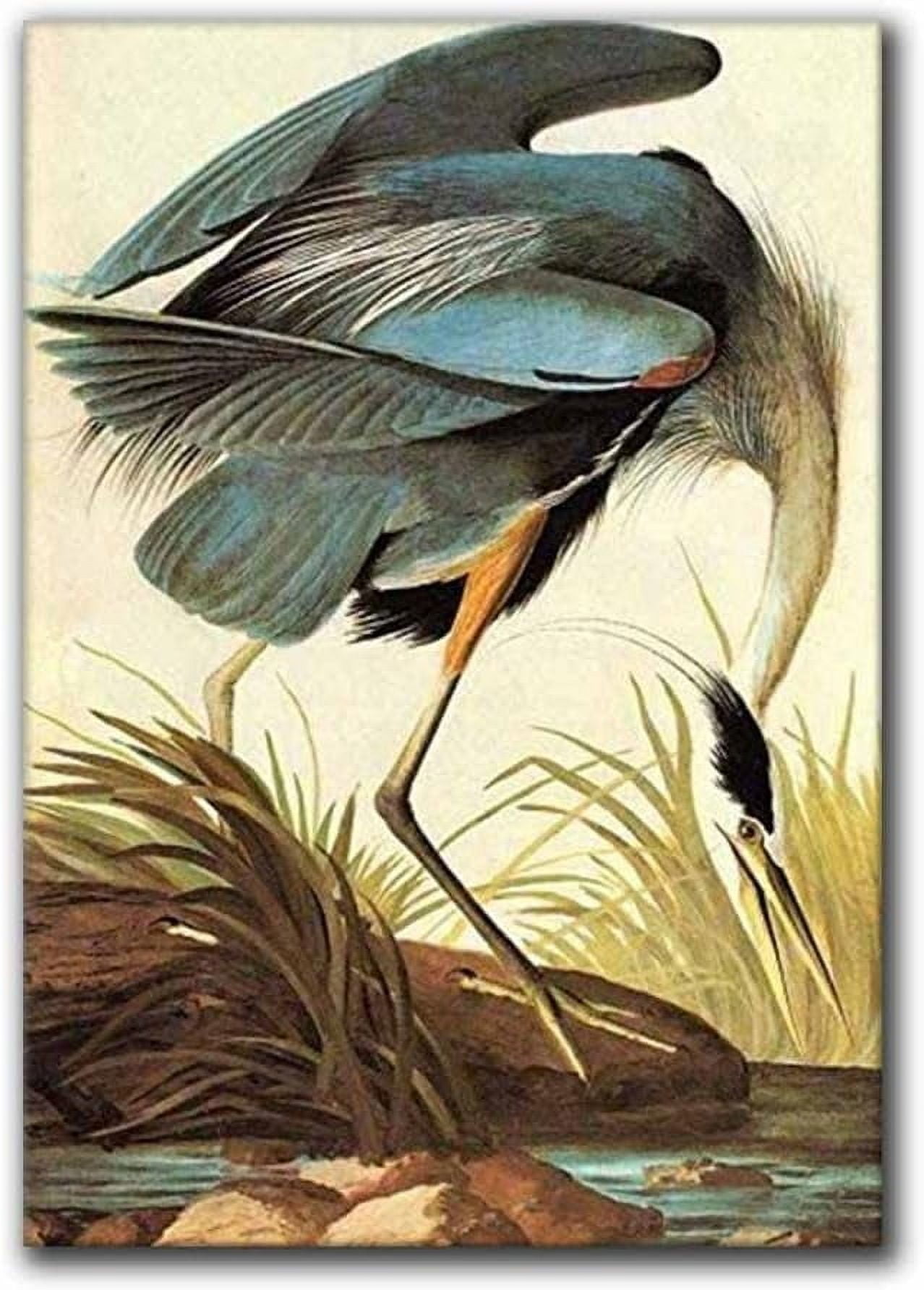 AVOI Famous Paintings Wall Art John James Audubon Canvas Bird Artwork ...