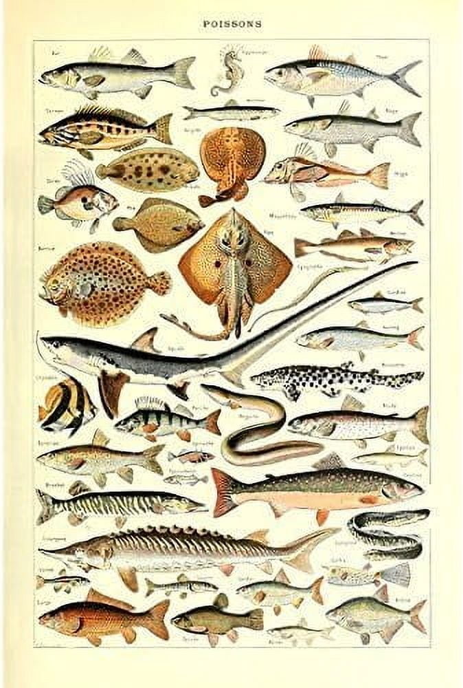 AVOI Fishes Poster Print Breeds Species Collection Biology Science ...