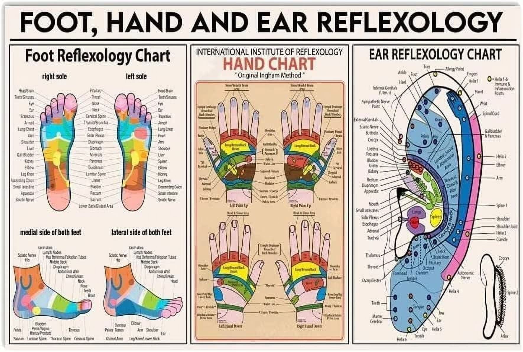 AVOI Foot Hand And Ear Reflexology Knowledge Canvas Print Wall Art ...