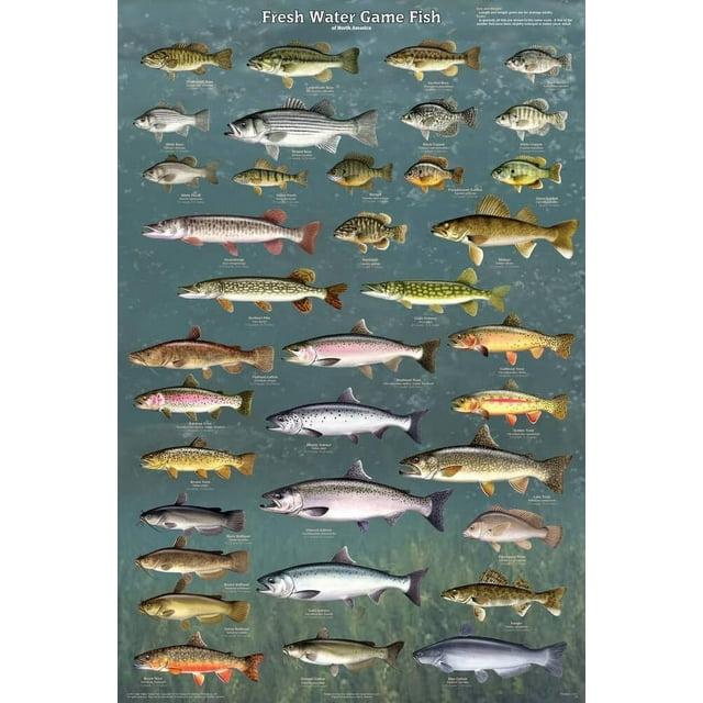 AVOI Fresh Water Game Fish of North America Laminated Educational ...