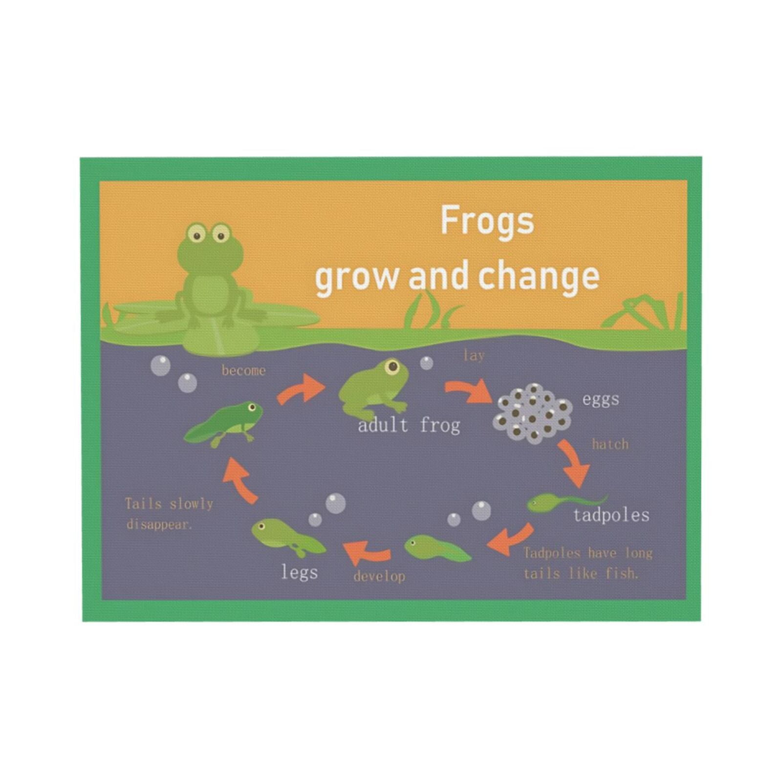 AVOI Frogs grow and change Mind Mapping|Educational Posters for ...