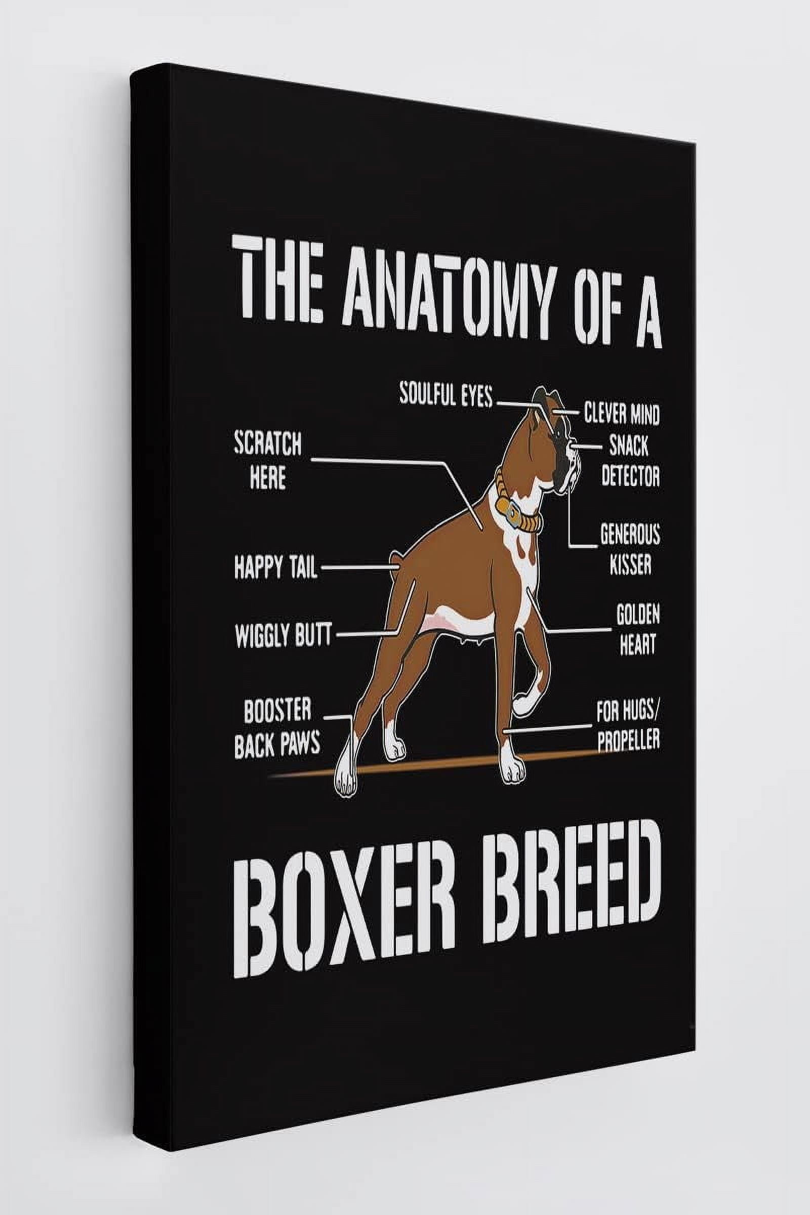 AVOI Funny The Anatomy Of A Boxer Breed Wall Art Canvas Farmhouse Theme ...