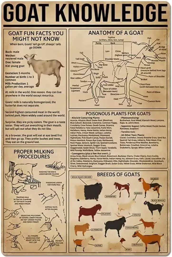 AVOI Goat Knowledge Print Farm Animals Wall Art Country Home Decor Goat ...