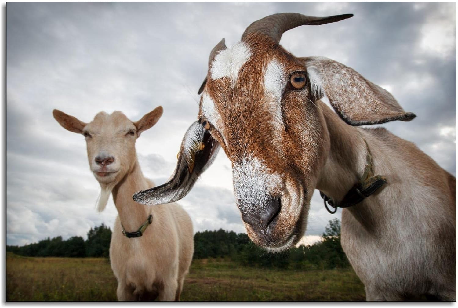 AVOI Goat Pictures Wall Art Decor For Living Room Bedroom Of Animal ...