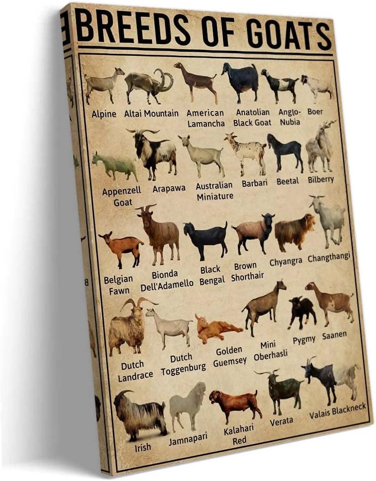 AVOI Goat Wall Art Knowledge Poster Chart Goat Breeds Poster Canvas ...