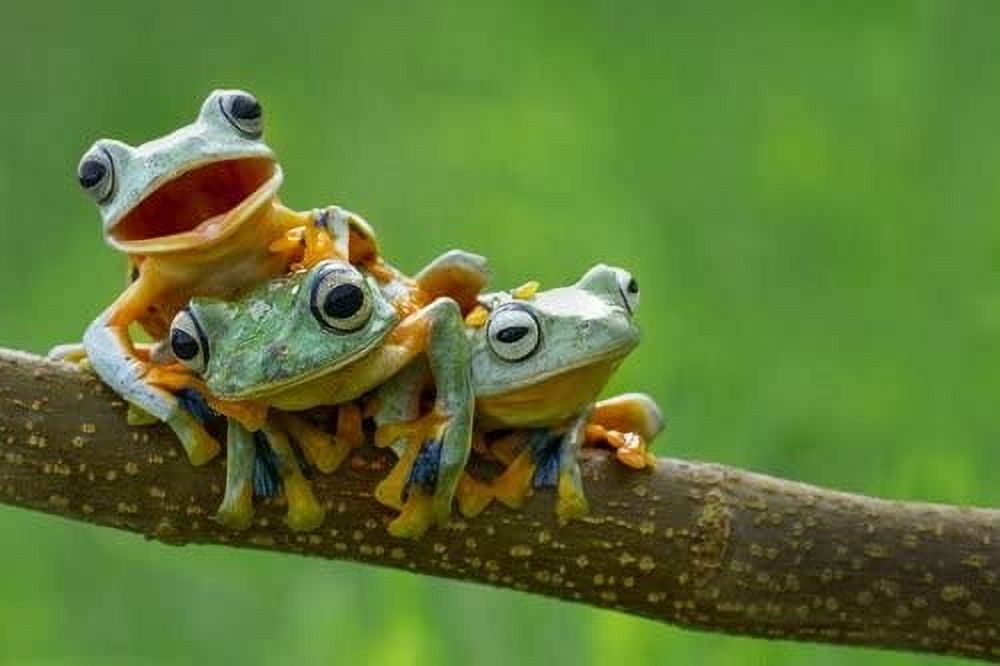 AVOI Happy Tree Frog Art Print on Canvas,Wall Decor Poster Unframe ...