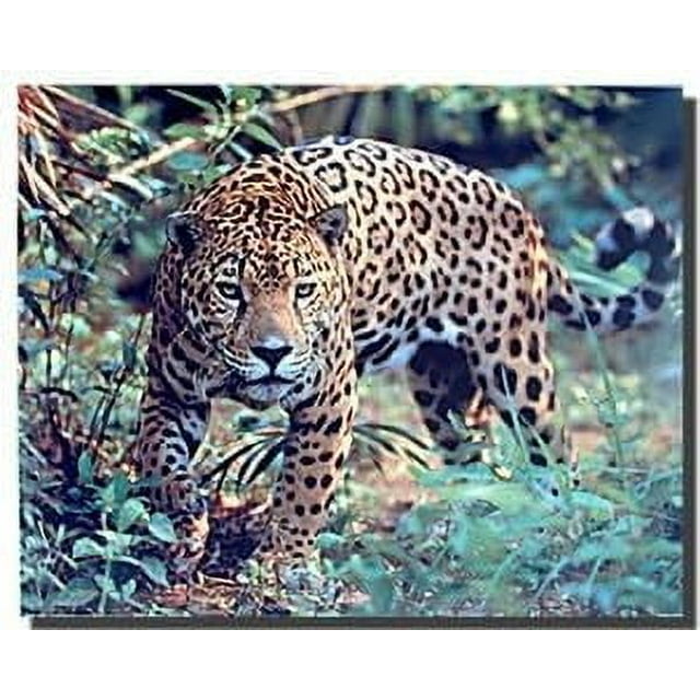 AVOI Jaguar (Panthera, Leopard) Prowling Cat Wildlife Animal Wall Decor ...