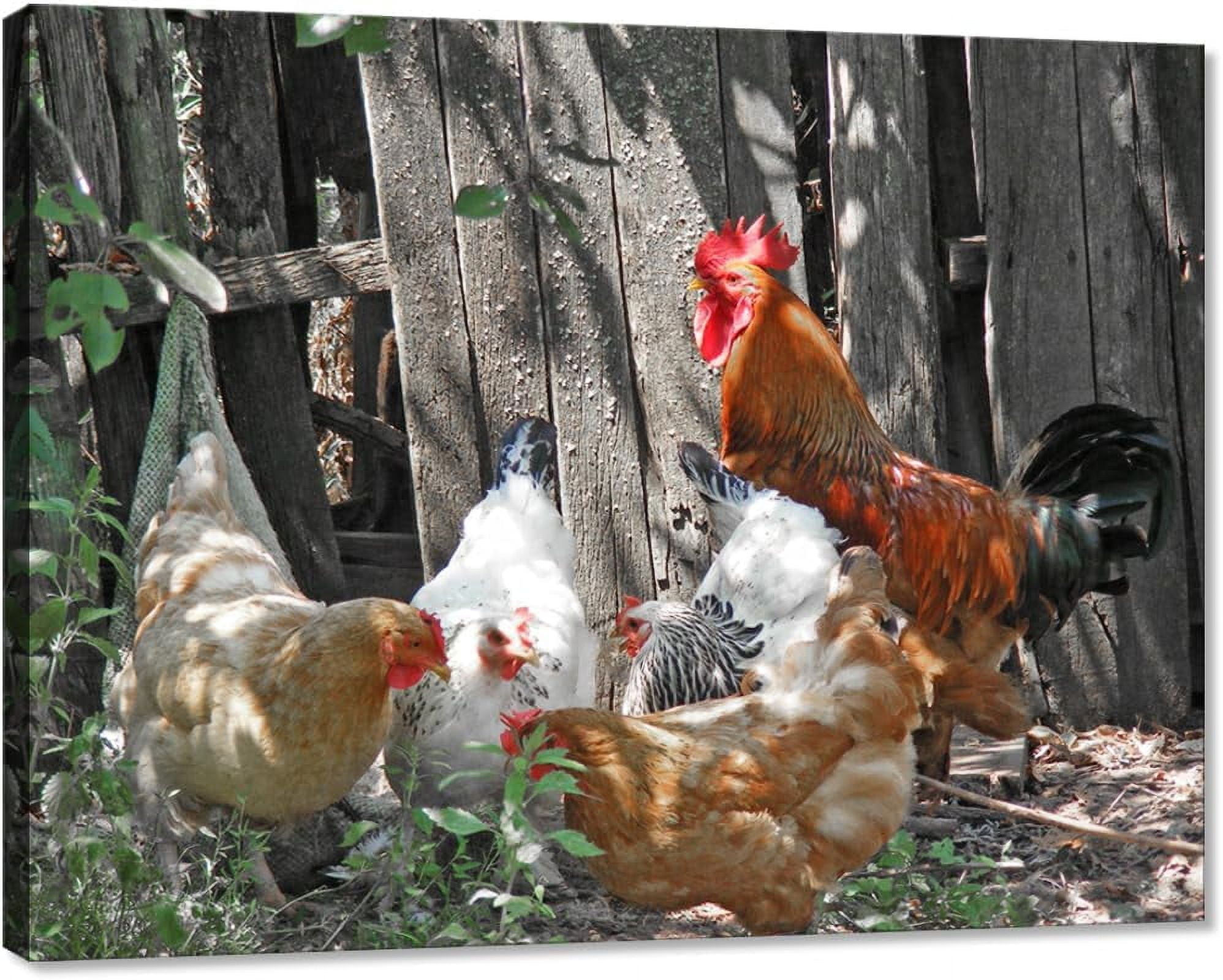 AVOI Kitchen Chicken Picture Wall Art Rustic Farm Rooster Animal Prints ...