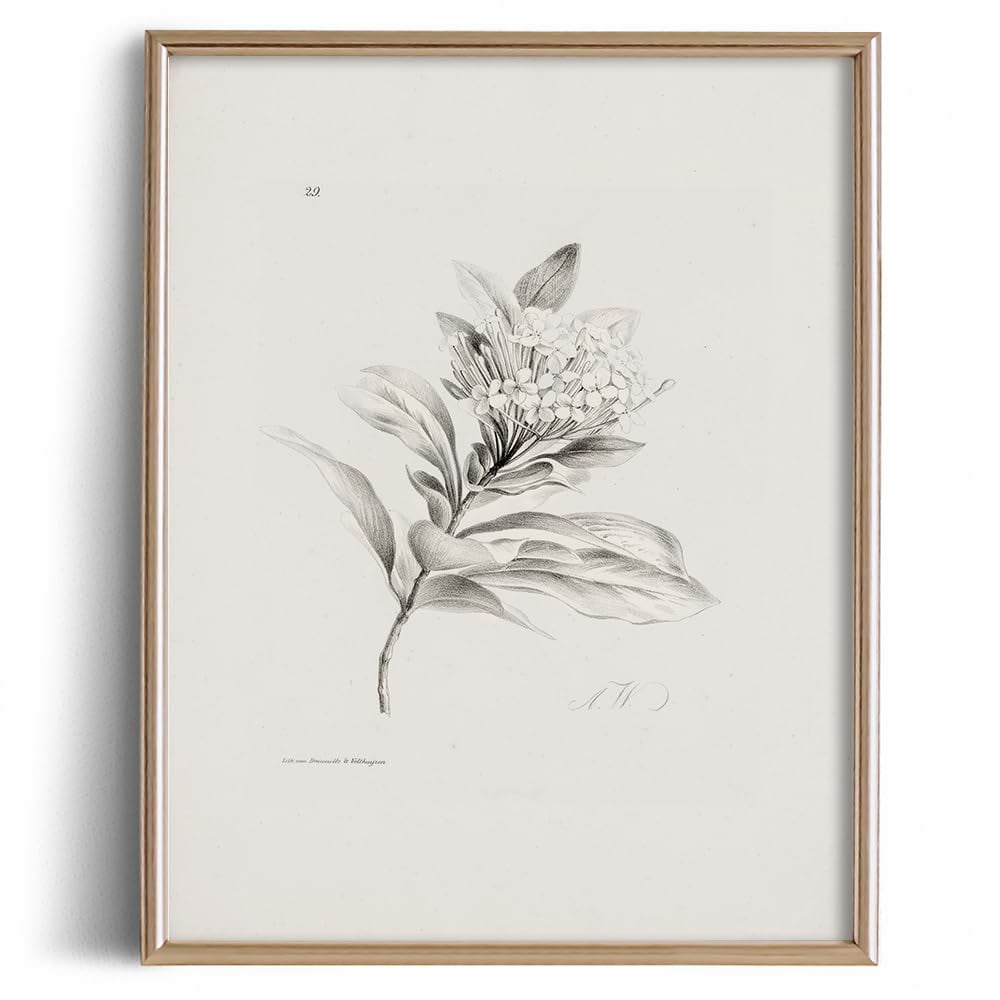 AVOI Leave Plant Botanical Etching Rustic Picture - Floral Flower ...