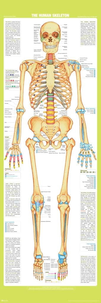 AVOI Long Human Skeleton Anterior Anatomy Vertical Chart Body Front ...