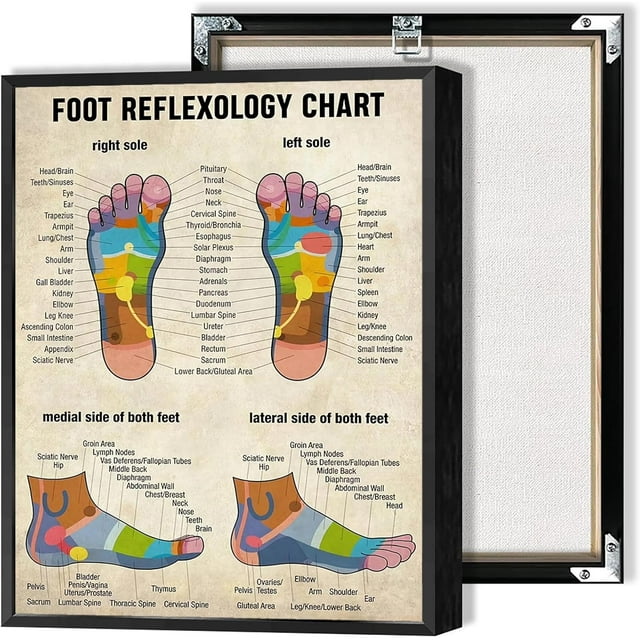 AVOI Modern Foot Reflexology Chart Anatomical Chart Posters Human ...