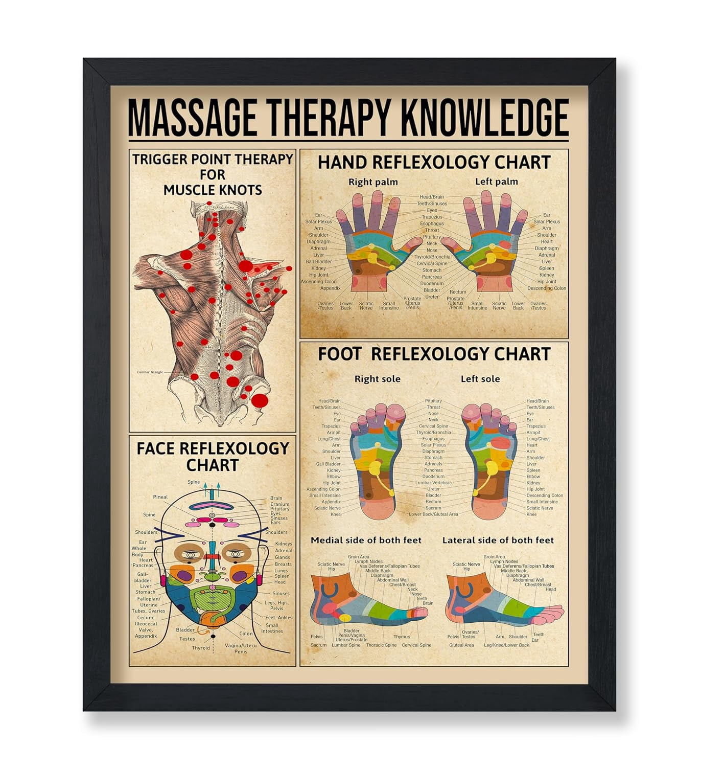 AVOI Monem Art Massage Therapy Knowledge Poster-Reflexology Chart Print ...